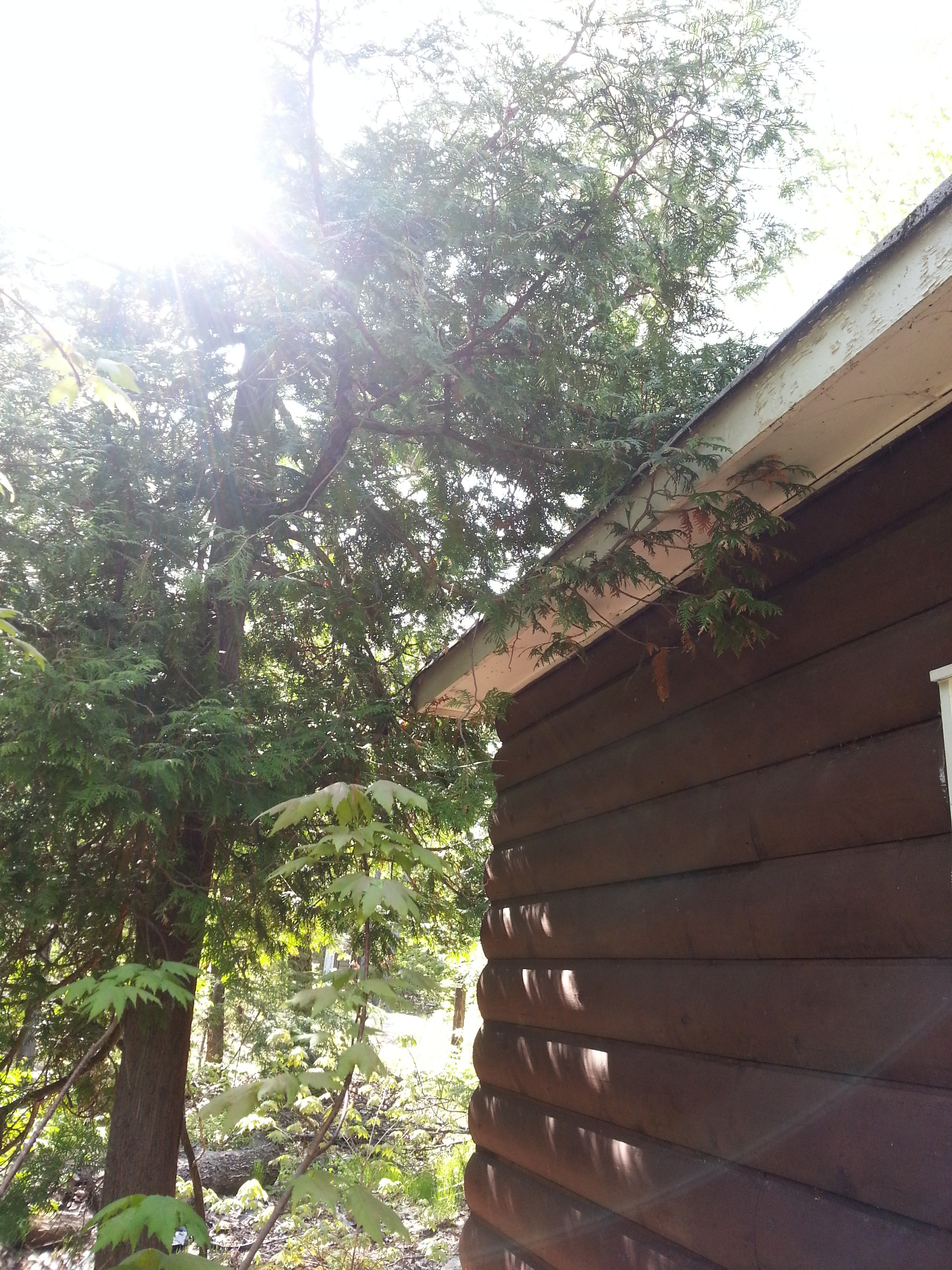 Spring Pest Control Tips and Advice for the Muskoka Cottager - Muskoka ... Spring Pest Control Tips and Advice for the Muskoka Cottager - Muskoka ...
