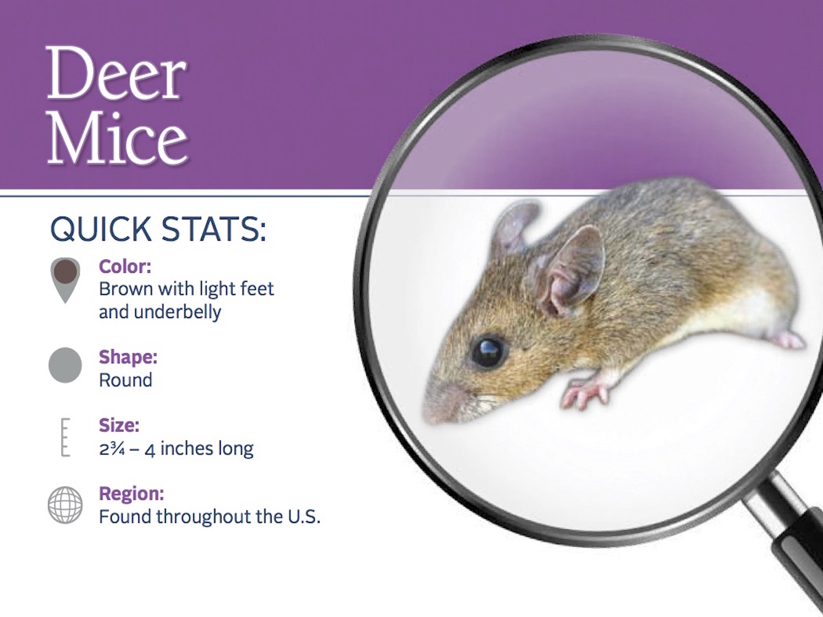 Mice population has exploded in Muskoka - Muskoka Pest Control Mice population has exploded in Muskoka - Muskoka Pest Control
