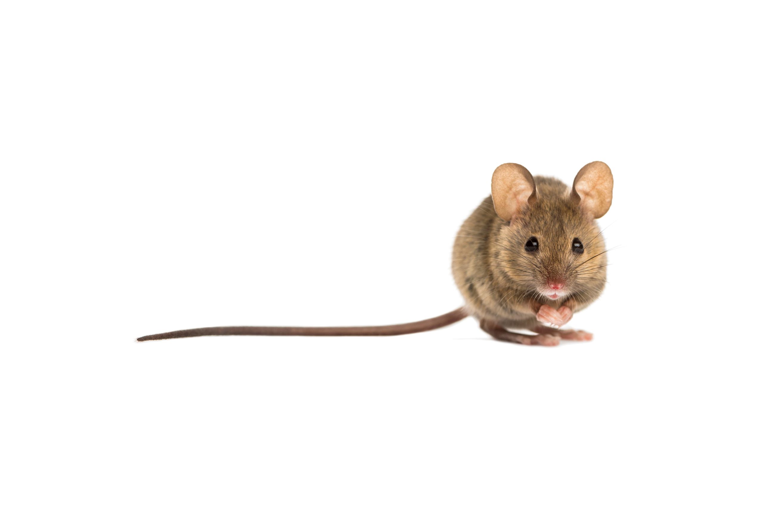 Mice population has exploded in Muskoka - Muskoka Pest Control Mice population has exploded in Muskoka - Muskoka Pest Control